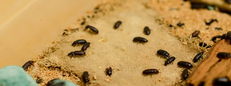 Tenébrio comum – Planeta Inseto